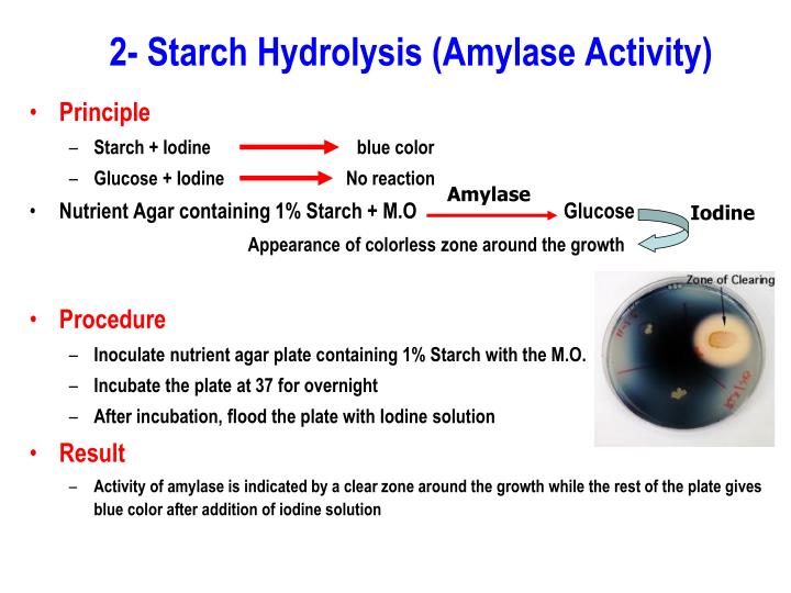 PPT - Practical Medical Microbiology PHT313 PowerPoint Presentation ...