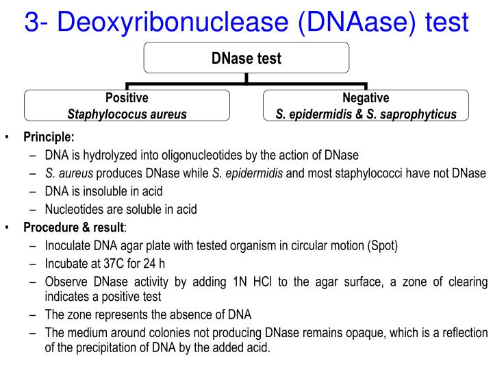 PPT - Practical Medical Microbiology PHT313 PowerPoint Presentation ...