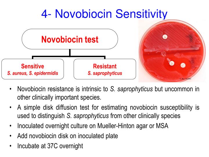 PPT - Practical Medical Microbiology PHT313 PowerPoint Presentation ...