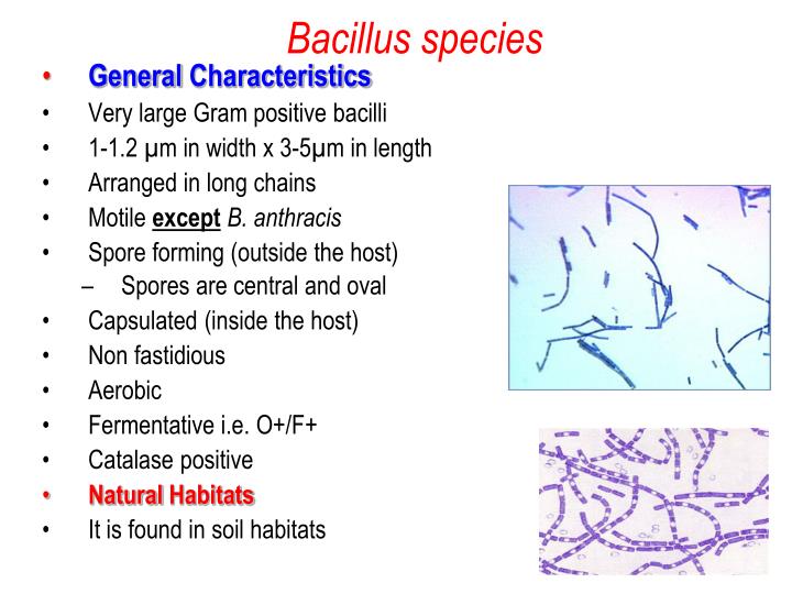 PPT - Practical Medical Microbiology PHT313 PowerPoint Presentation ...