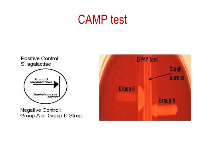 PPT - Practical Medical Microbiology PHT313 PowerPoint Presentation ...