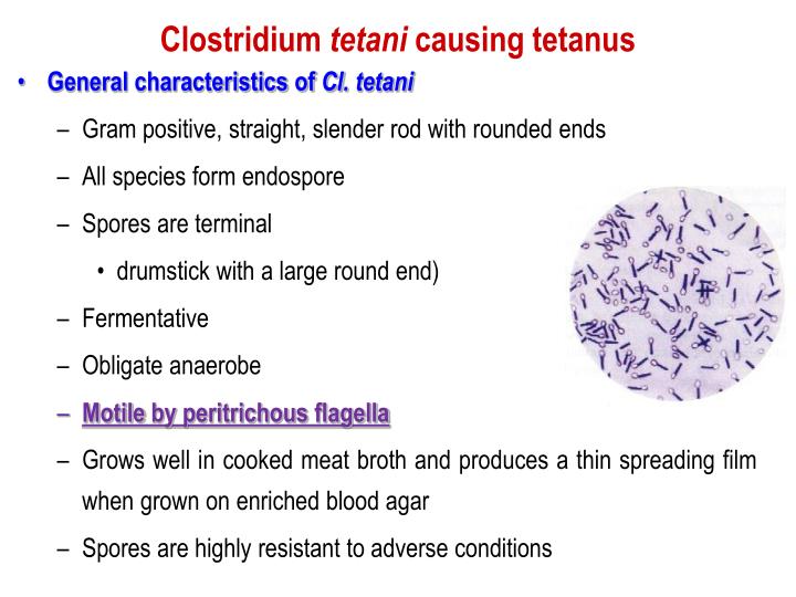 PPT - Practical Medical Microbiology PHT313 PowerPoint Presentation ...