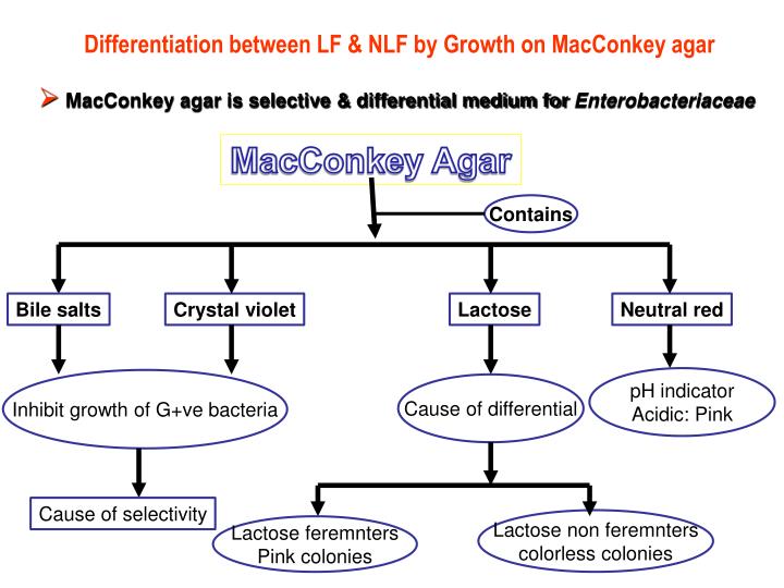 PPT - Practical Medical Microbiology PHT313 PowerPoint Presentation ...