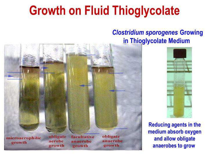 PPT - Practical Medical Microbiology PHT313 PowerPoint Presentation ...
