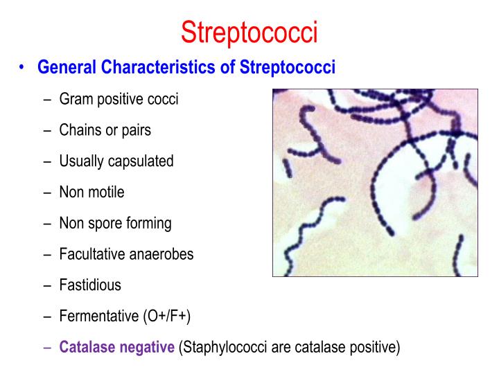 PPT - Practical Medical Microbiology PHT313 PowerPoint Presentation ...