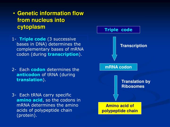PPT - Objectives: To outline the flow of genetic information from DNA ...