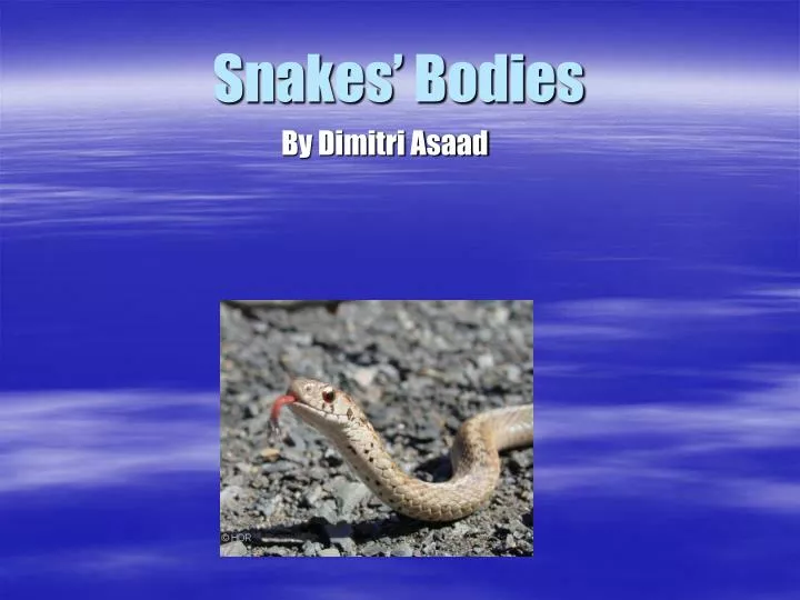 PPT - Snakes’ Bodies PowerPoint Presentation, free download - ID:7031261