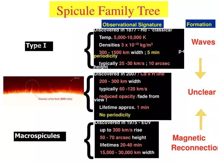 PPT - Spicule Family Tree PowerPoint Presentation, free download - ID ...