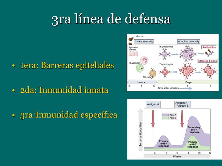 PPT - Inmunidad Adquirida PowerPoint Presentation - ID:7036166