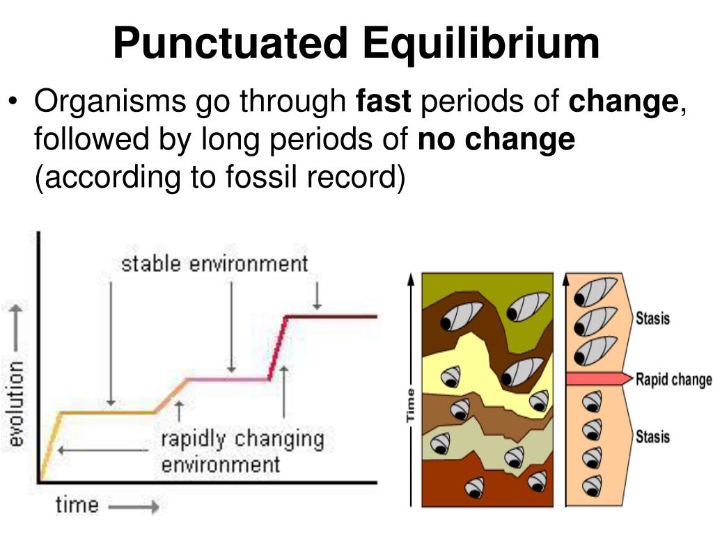 PPT - How do new species arise? -- Speciation -- PowerPoint ...