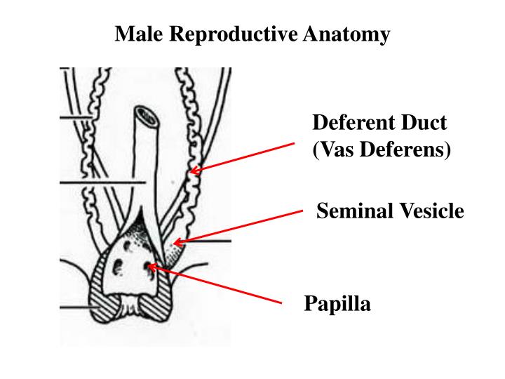 PPT - Initiating Reproduction: Photoperiod PowerPoint Presentation - ID ...