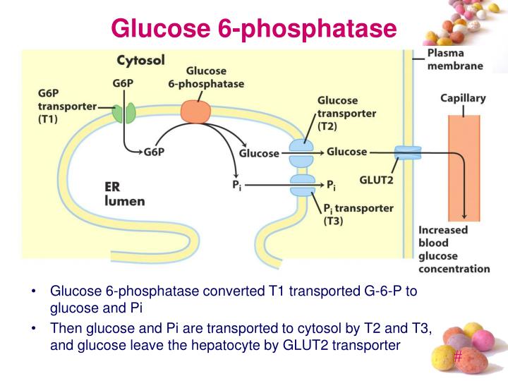 PPT - Glycogen Metabolism PowerPoint Presentation - ID:7039540