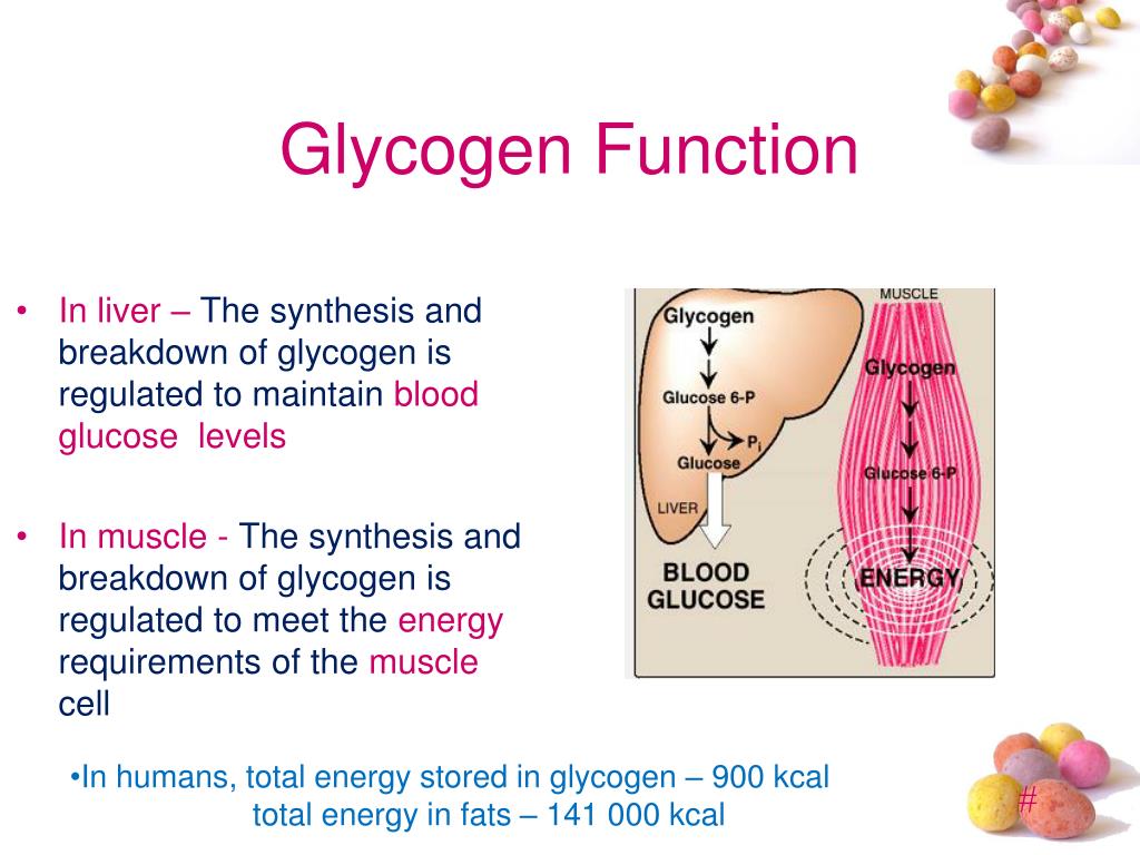 Glycogen Function Image To U Glycogen Function Image To U