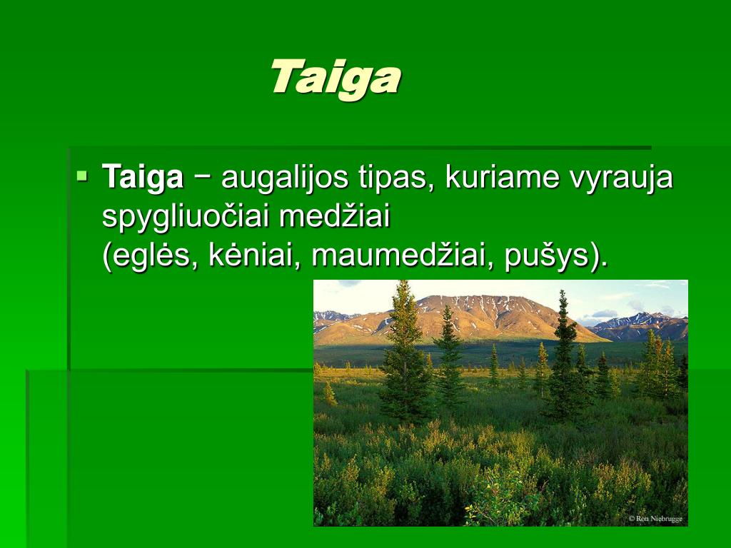PPT - Vidutinių platumų augalija PowerPoint Presentation, free download ...