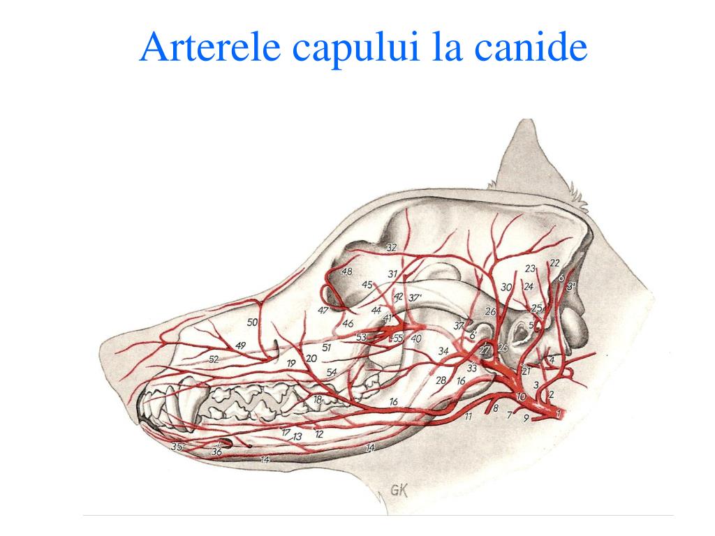 PPT - VASCULARIZAŢIA ARTERIALĂ ŞI VENOASĂ A GÂTULUI ŞI CAPULUI ...