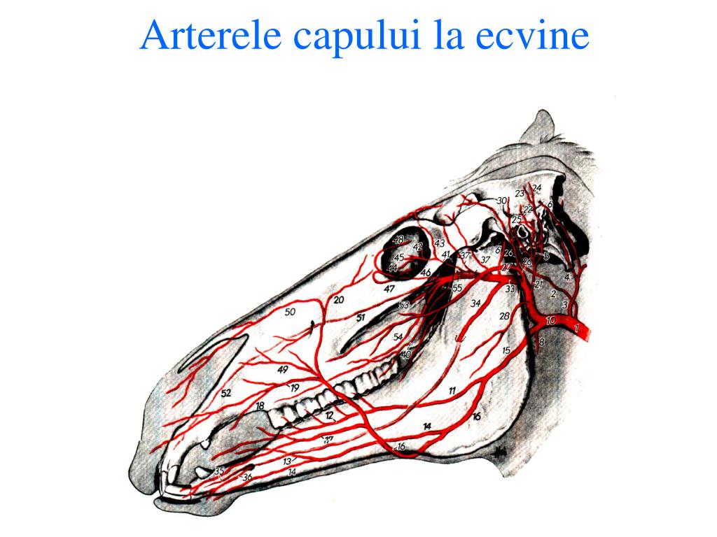 PPT - VASCULARIZAŢIA ARTERIALĂ ŞI VENOASĂ A GÂTULUI ŞI CAPULUI ...