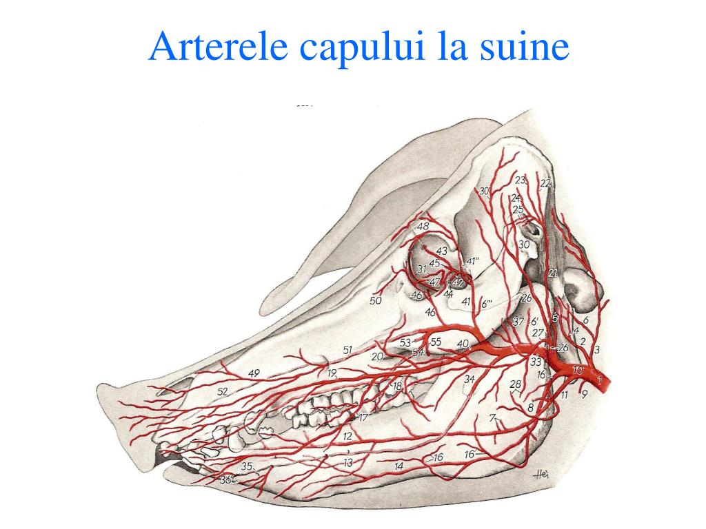 PPT - VASCULARIZAŢIA ARTERIALĂ ŞI VENOASĂ A GÂTULUI ŞI CAPULUI ...