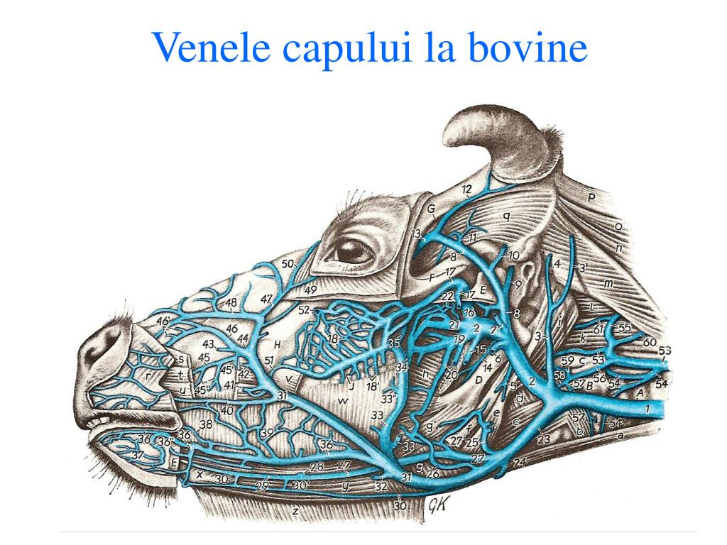 PPT - VASCULARIZAŢIA ARTERIALĂ ŞI VENOASĂ A GÂTULUI ŞI CAPULUI ...