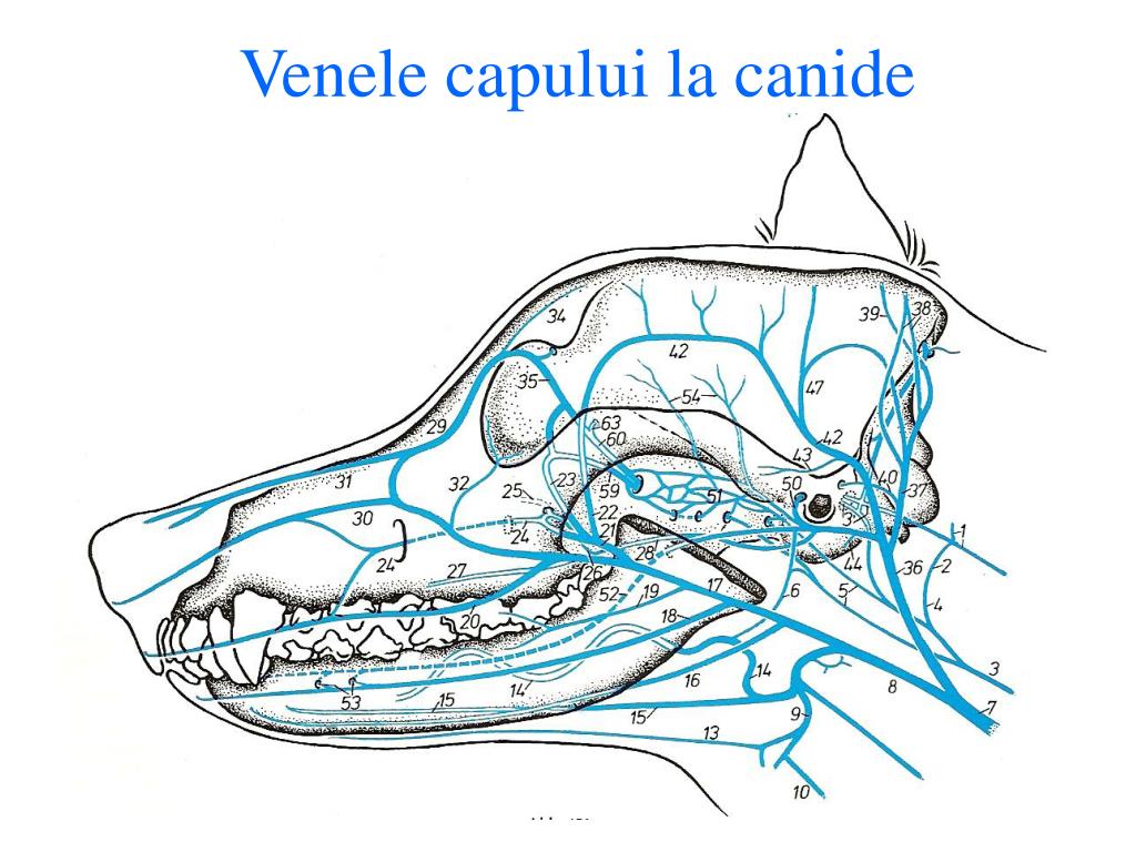PPT - VASCULARIZAŢIA ARTERIALĂ ŞI VENOASĂ A GÂTULUI ŞI CAPULUI ...