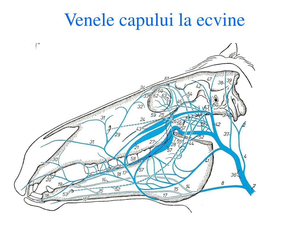 PPT - VASCULARIZAŢIA ARTERIALĂ ŞI VENOASĂ A GÂTULUI ŞI CAPULUI ...
