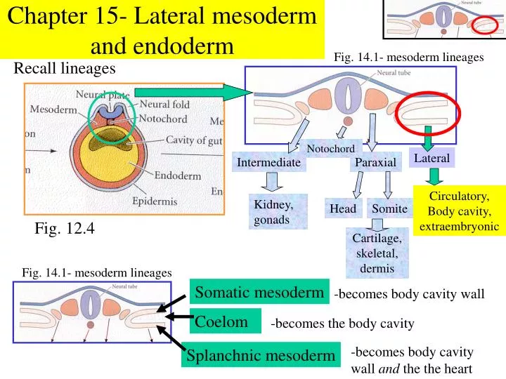 PPT - Chapter 15- Lateral mesoderm and endoderm PowerPoint Presentation ...