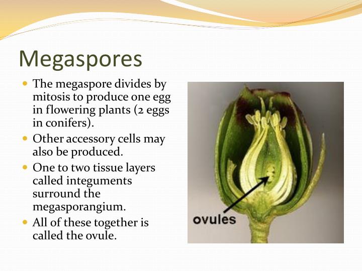 PPT - Plant Hormones and Plant Reproduction PowerPoint Presentation ...