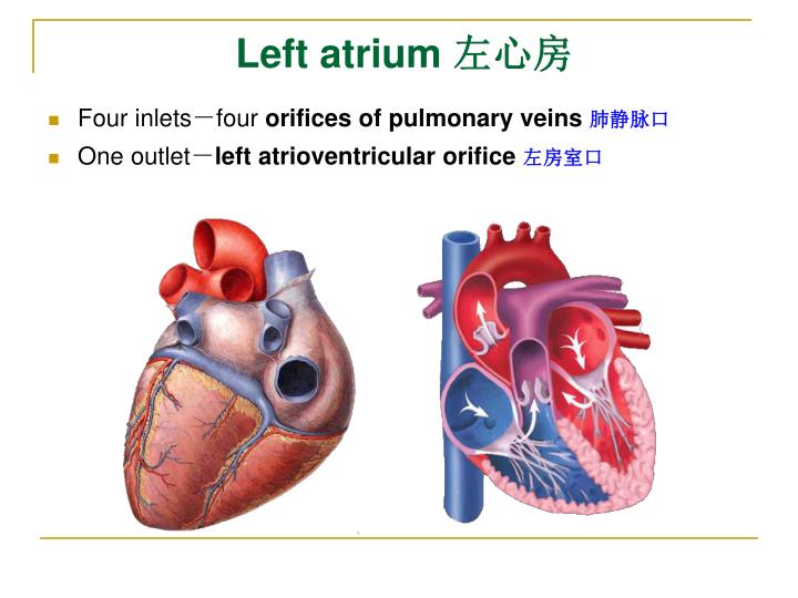 PPT - Angiology 脉管学 PowerPoint Presentation - ID:7043437