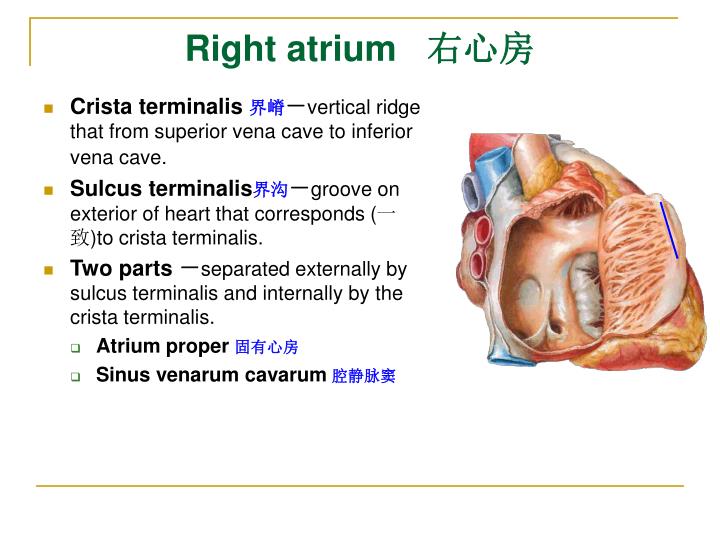 PPT - Angiology 脉管学 PowerPoint Presentation - ID:7043437
