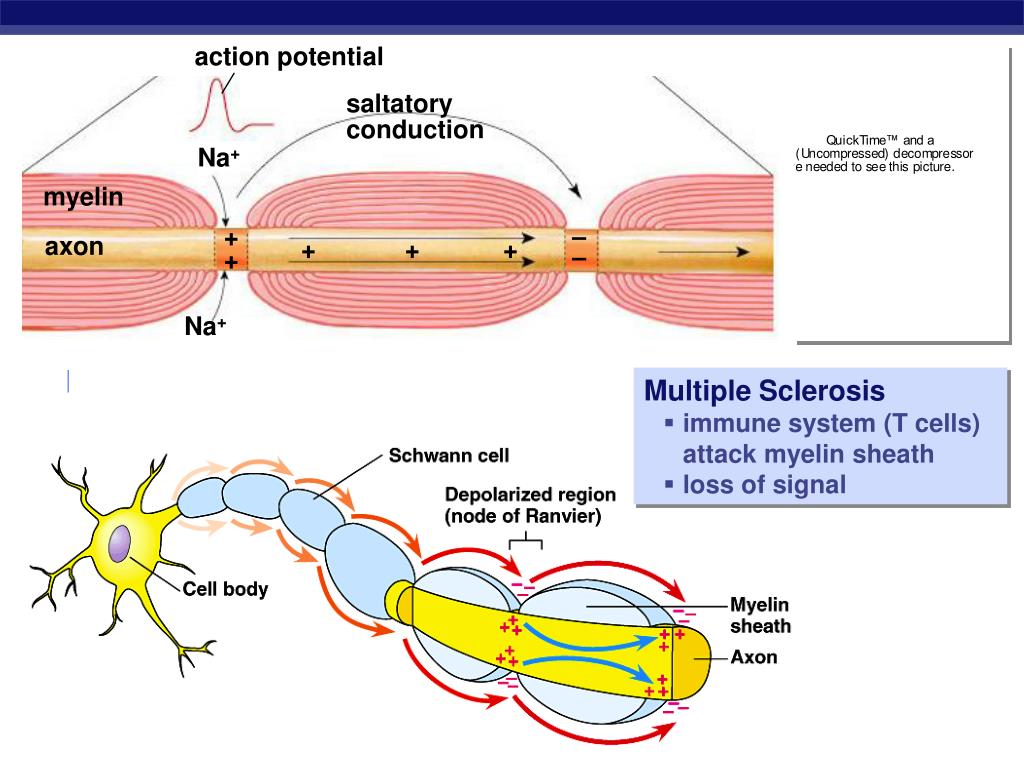 PPT Understanding The Animal Nervous System Structure Function And PPT Understanding The Animal Nervous System Structure Function And