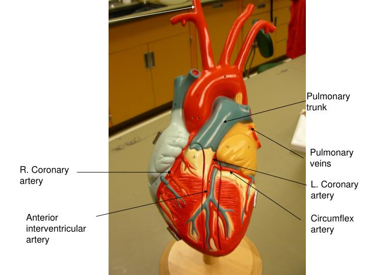 PPT - Sheep Heart PowerPoint Presentation - ID:7043500