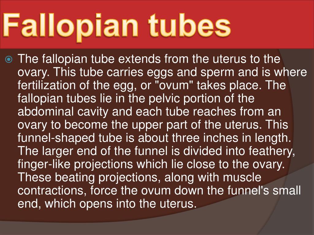 PPT - Human Male & Female Reproductive System PowerPoint Presentation ...