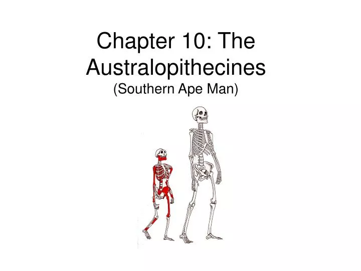 PPT - Chapter 10: The Australopithecines (Southern Ape Man) PowerPoint ...