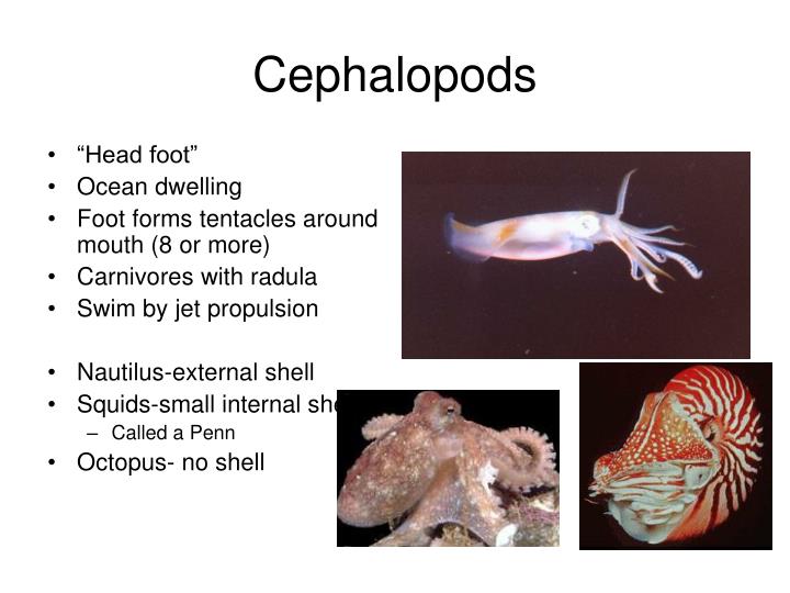 PPT - Phylum Mollusca PowerPoint Presentation - ID:7045419