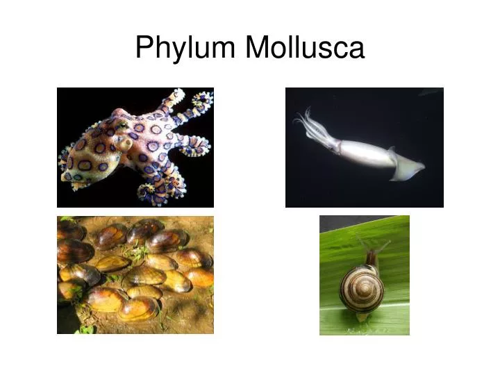 Mollusk Family Port Phillip Bay Taxonomy Toolkit