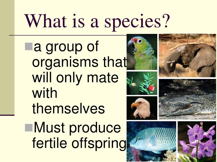 PPT - Classification of Organisms Chapter 18 PowerPoint Presentation ...