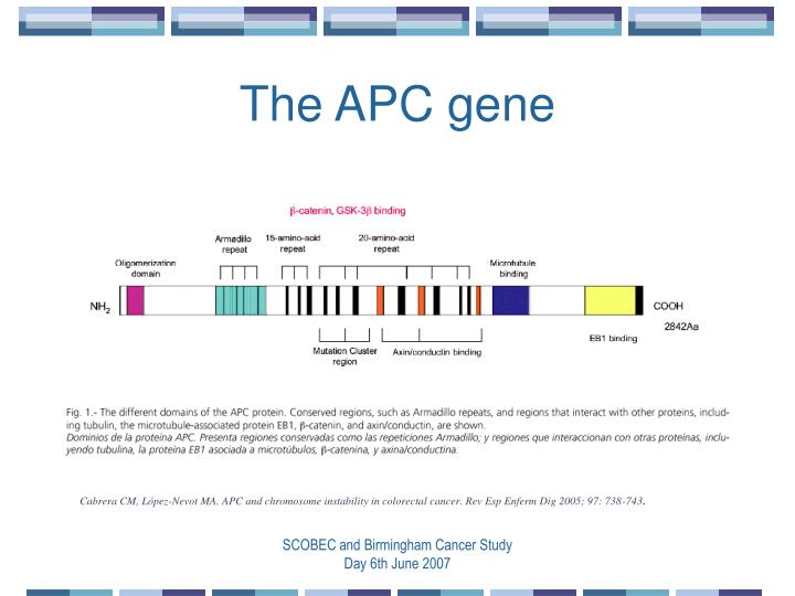 PPT - Microsatellite Instability (MSI) and Mutation Detection in HNPCC ...