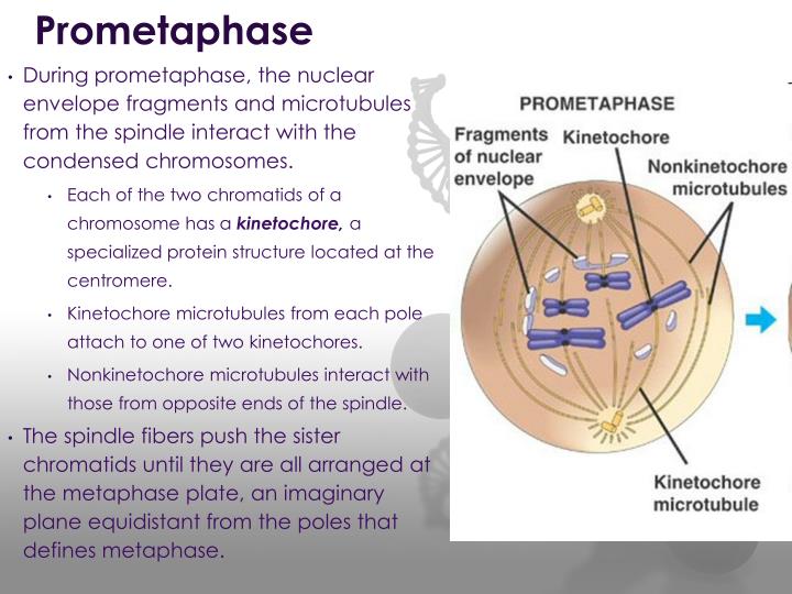 PPT - Chapter 12: The Cell Cycle PowerPoint Presentation - ID:7046147