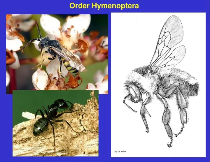 PPT - Order Hymenoptera PowerPoint Presentation, free download - ID:7046211