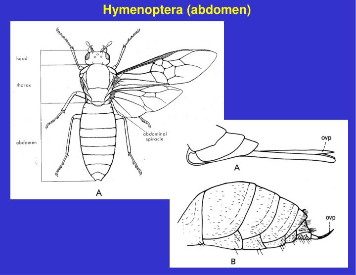 PPT - Order Hymenoptera PowerPoint Presentation - ID:7046211
