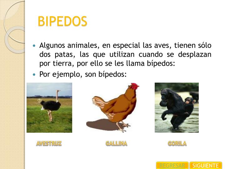 PPT - CLASIFICACIÓN DE LOS ANIMALES PowerPoint Presentation - ID:7046940