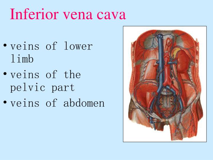 PPT - Vein PowerPoint Presentation - ID:7047065