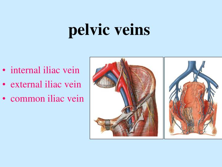 PPT - Vein PowerPoint Presentation - ID:7047065