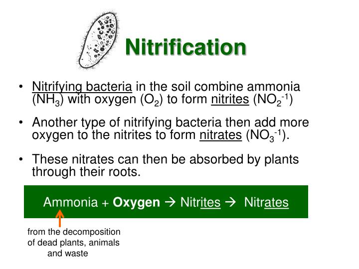 Nitrification Bacteria