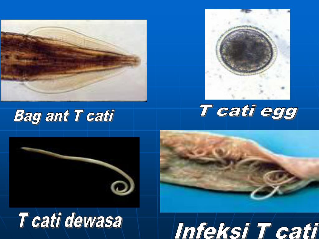 PPT - FAKULTAS KEDOKTERAN HEWAN UNIVERSITAS AIRLANGGA PowerPoint ...