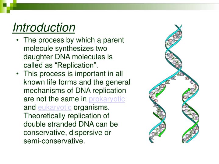 PPT - Prokaryotic DNA Replication PowerPoint Presentation - ID:7049667