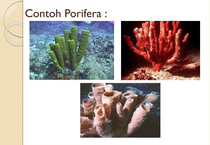 PPT - ANIMALIA PowerPoint Presentation - ID:7050148