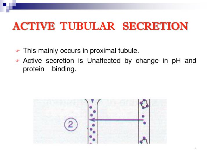 PPT - DRUG EXCRETION PowerPoint Presentation - ID:7050270