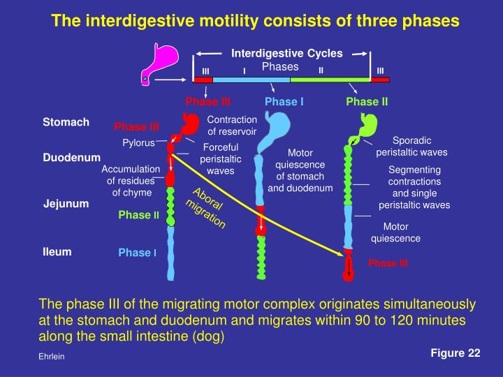 PPT - The stomach can be divided into three anatomic (A) and two ...