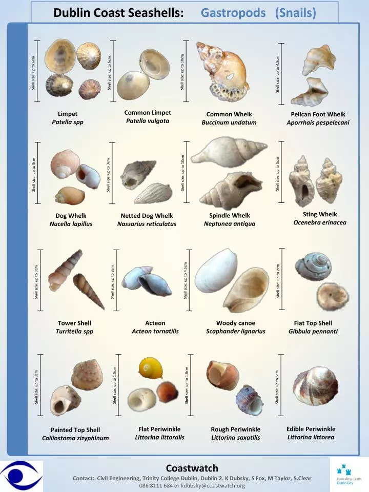 PPT - Limpet Patella spp PowerPoint Presentation, free download - ID ...