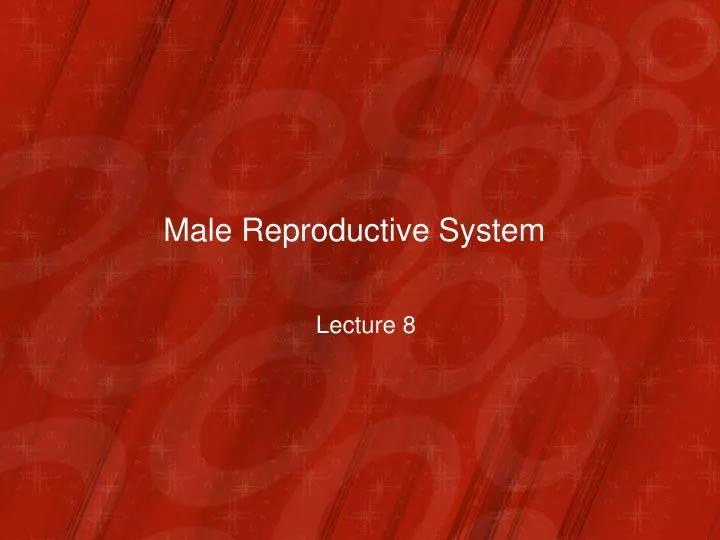 PPT - Male Reproductive System PowerPoint Presentation, free download ...